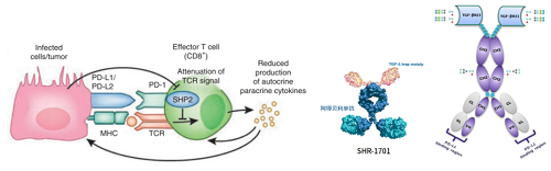 上海恒瑞医药有限公司